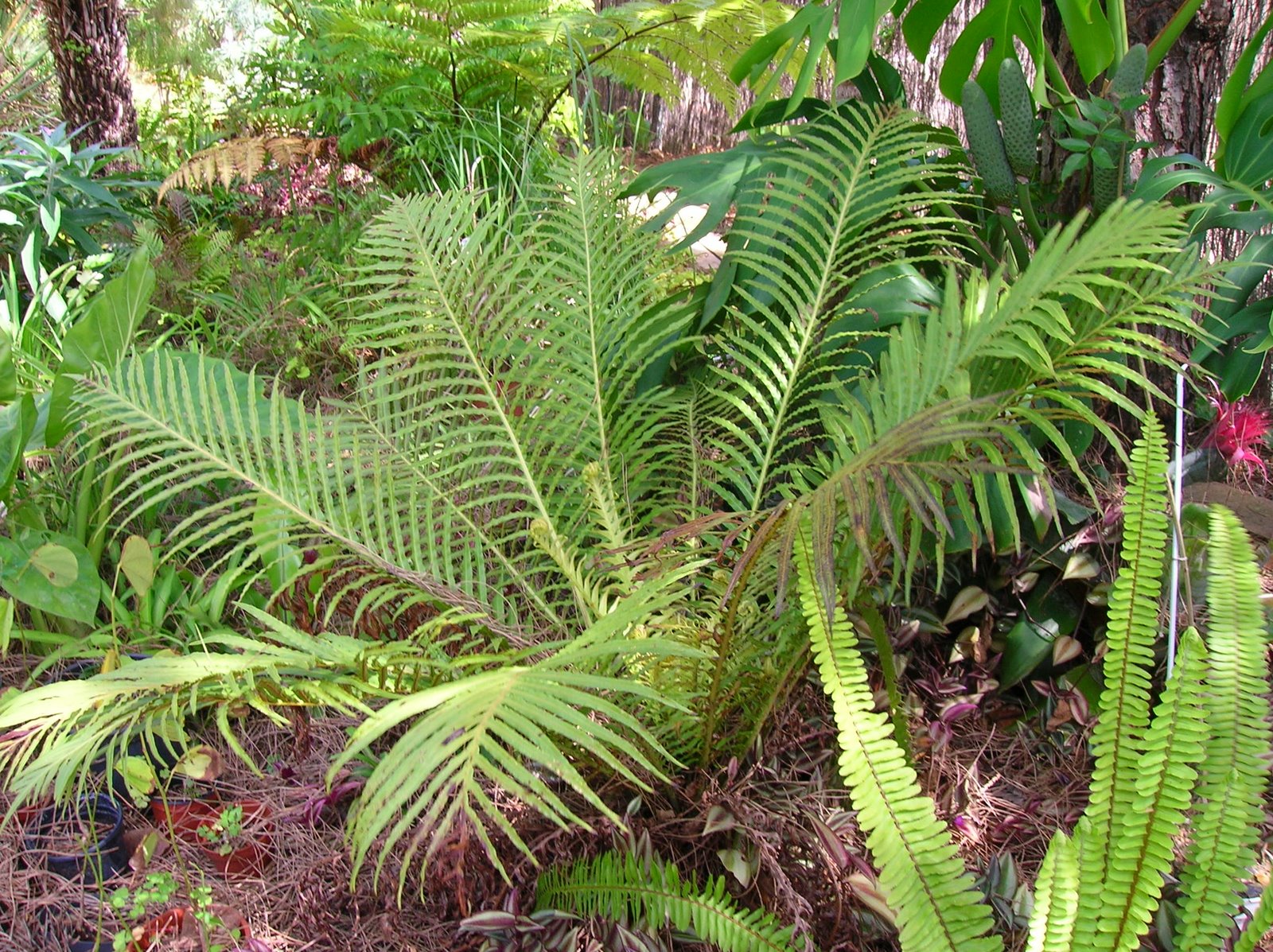 Recregarden: BLECHNUM SP.
